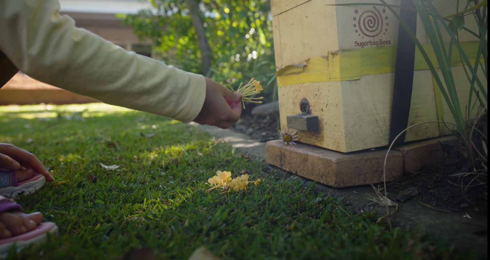The settling nature of bees | Working with funds of knowledge ...